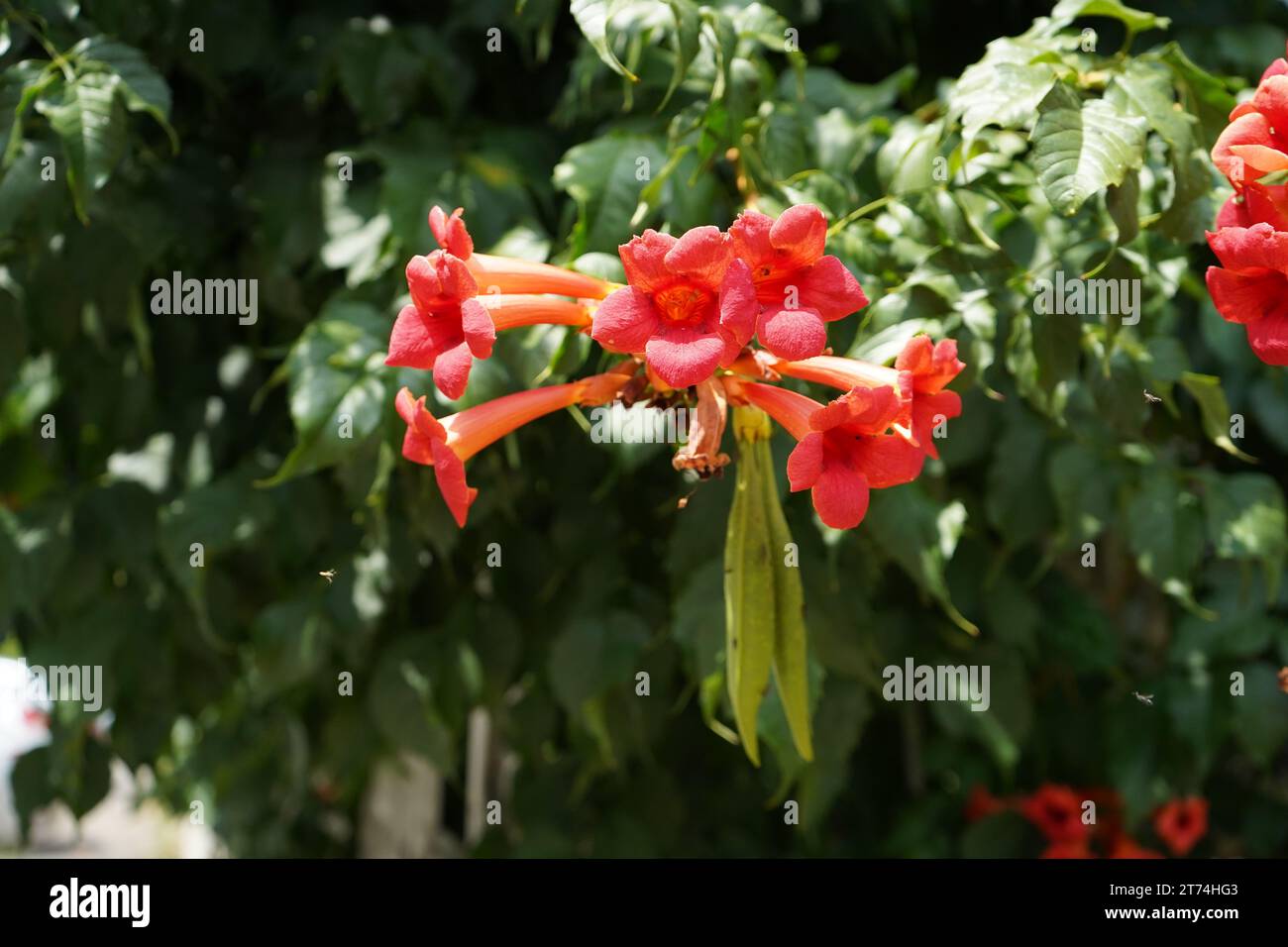 Tacoma Bells of Fire(Tecoma fulva Stock Photo - Alamy