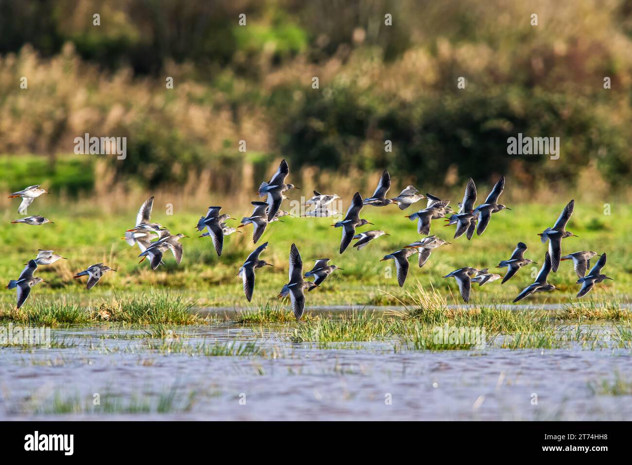 Flying redshank hi-res stock photography and images - Alamy