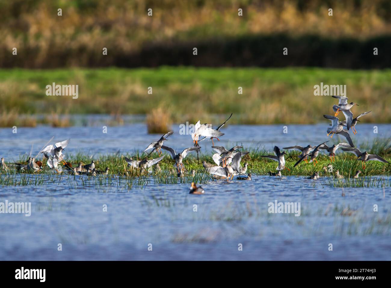 Redshank, Tringa totanus, birds in flight over Marshes Stock Photo - Alamy