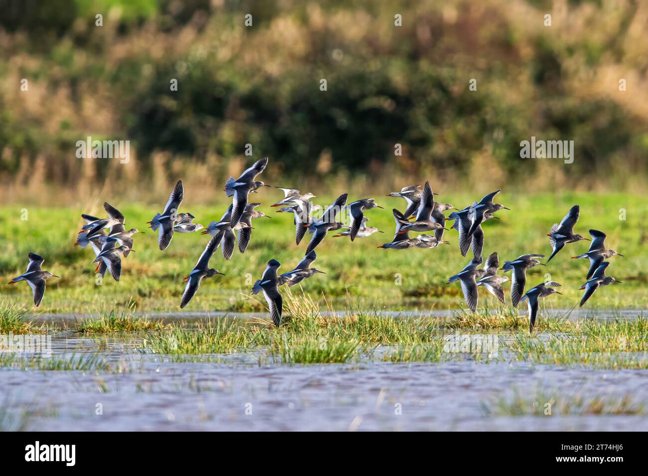 Redshank, Tringa totanus, birds in flight over Marshes Stock Photo - Alamy