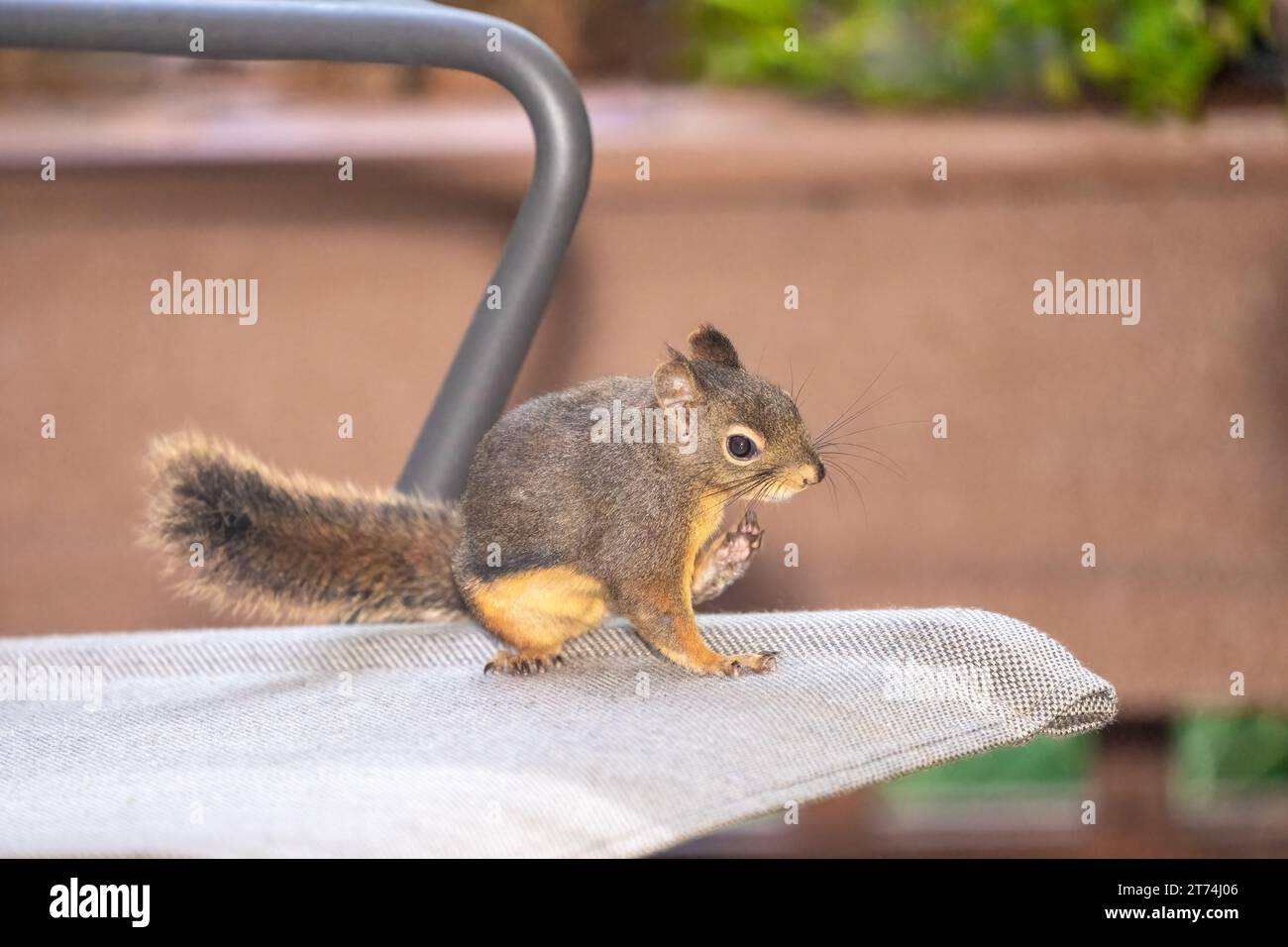 Issaquah, Washington, USA. Douglas Squirrel scratching itself on a ...