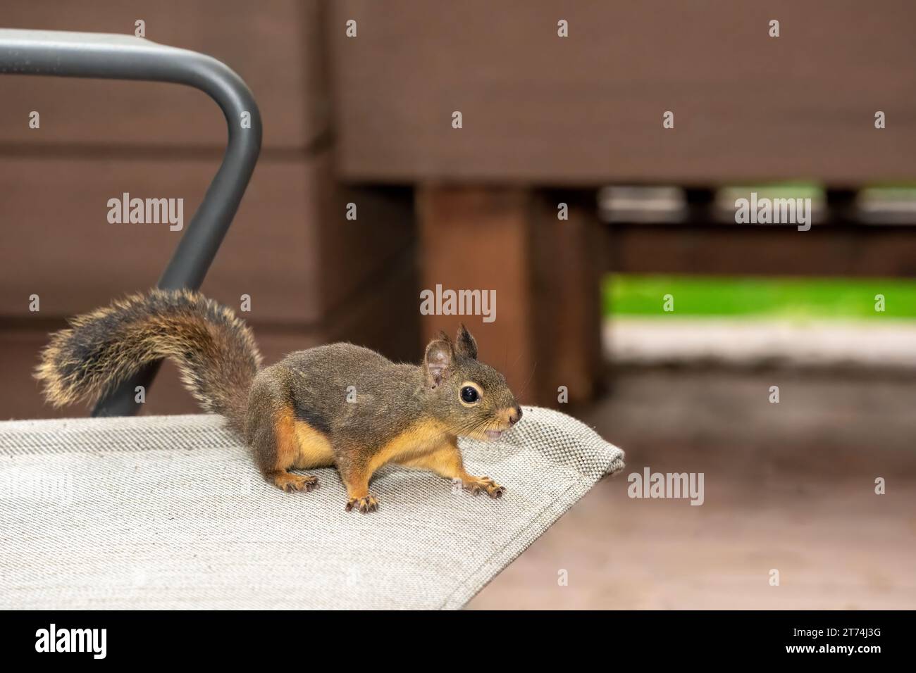 Issaquah, Washington, USA. Douglas Squirrel standing on a patio chair ...