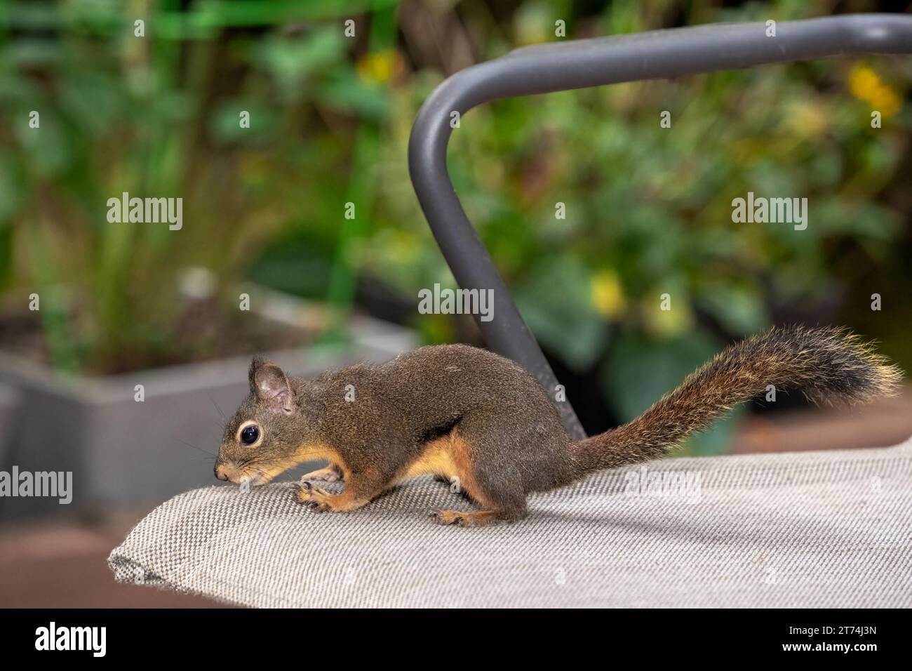 Issaquah, Washington, USA. Douglas Squirrel sniffing on a patio chair ...
