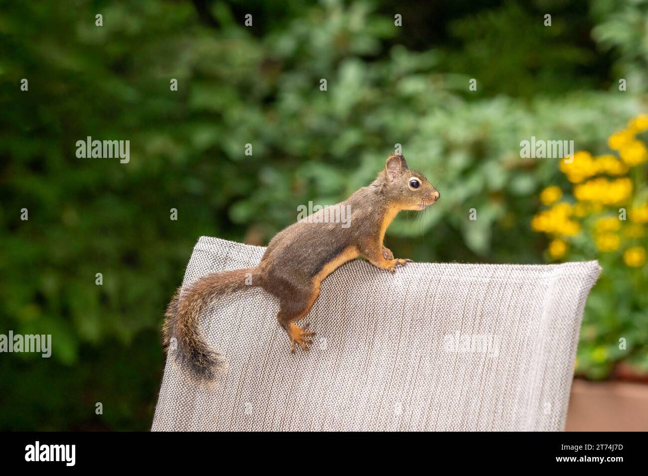 Issaquah, Washington, USA. Douglas Squirrel climbing up the back of a ...