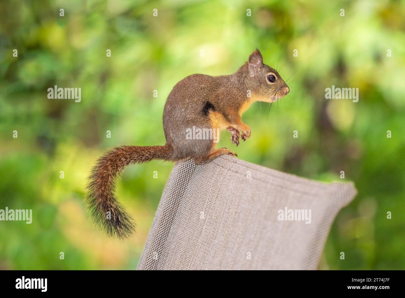 Issaquah, Washington, USA. Douglas Squirrel on the lookout standing on ...