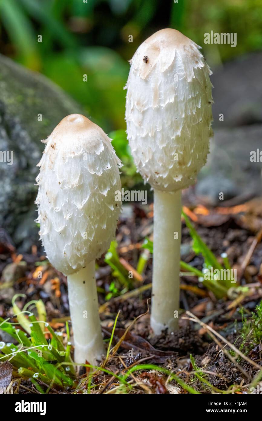 Issaquah, Washington, USA. Close-up of two Smaggy Mane (Coprinus ...