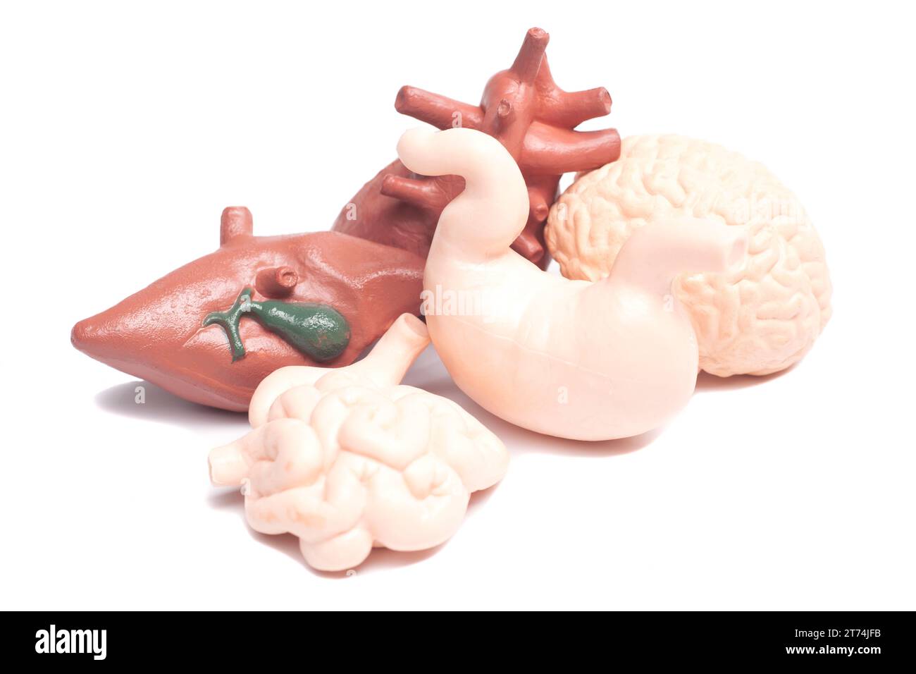 Human internal organs isolated on white background. Medicine and ...