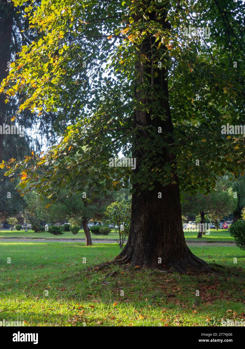 Big tree in the park. Park atmosphere. Greenery in the city Stock Photo ...
