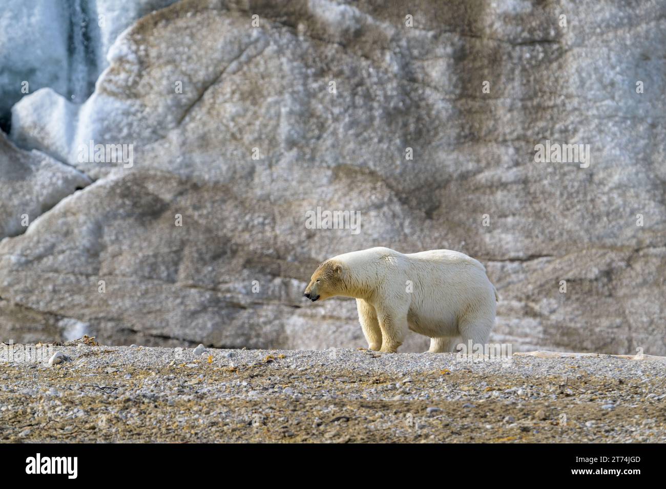 Big male polar bear, Svalbard, Norway Stock Photo - Alamy