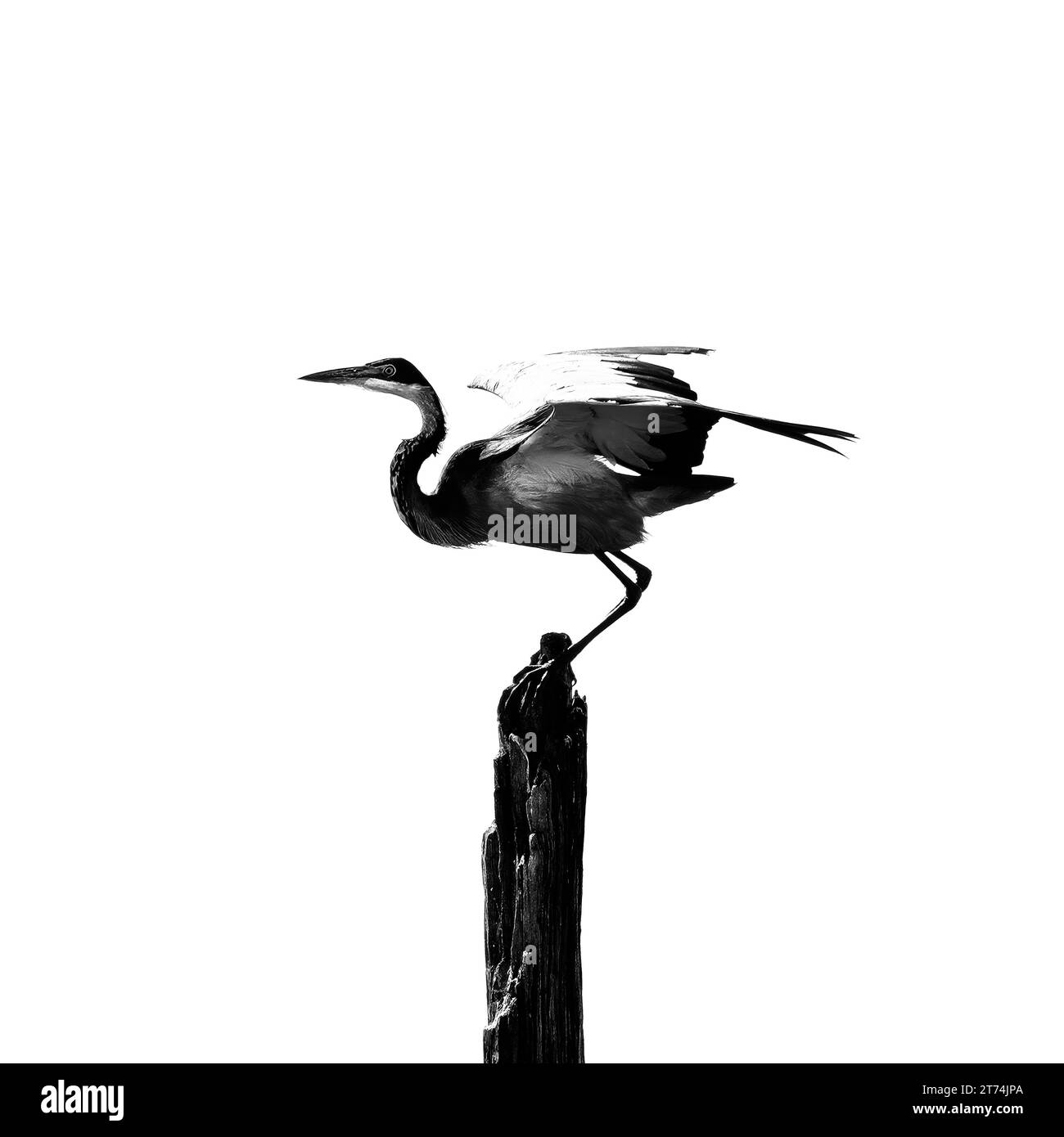 A majestic bird perched atop a post stands proudly with its wings ...