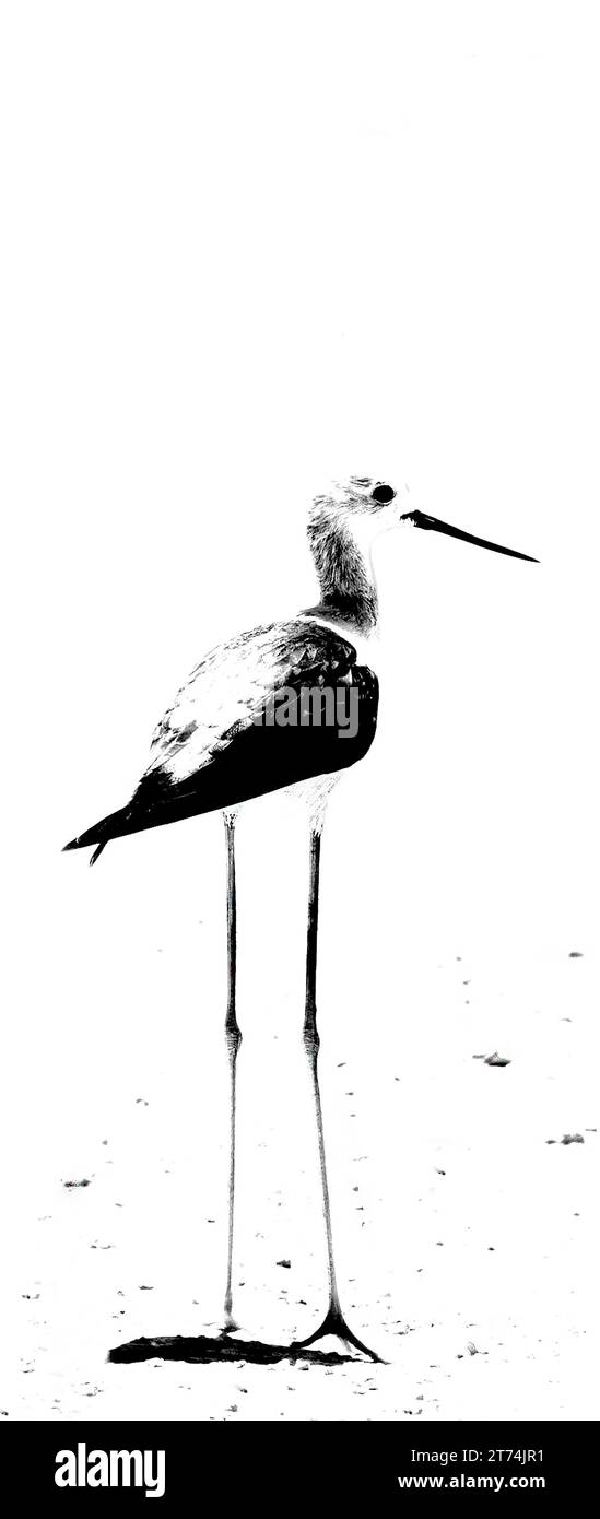 A black and white photograph of an elderly bird perched on a beach ...