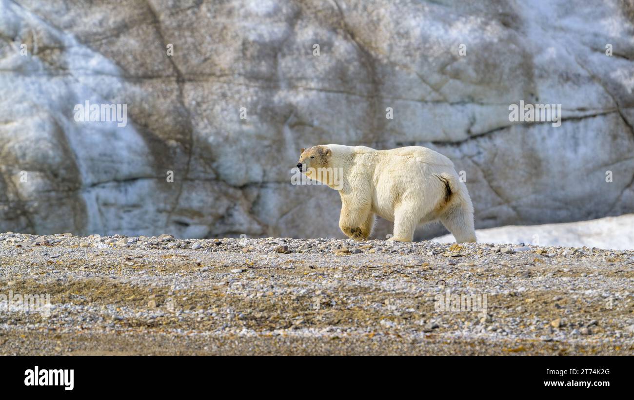 Big male polar bear, Svalbard, Norway Stock Photo - Alamy