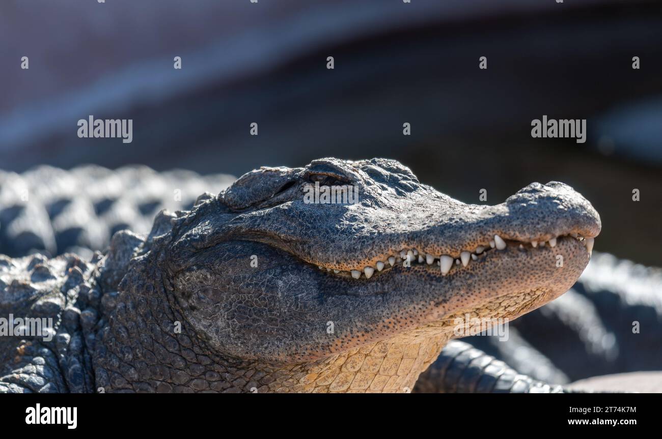 Close-up of the head of an adult American Alligator basking in the sun ...