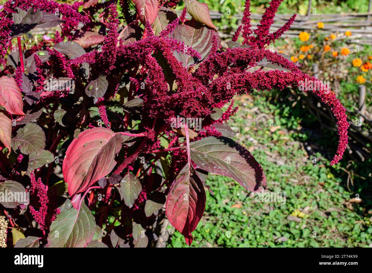 Close up of dark red purple flowers of Amaranthus, commonly known as ...