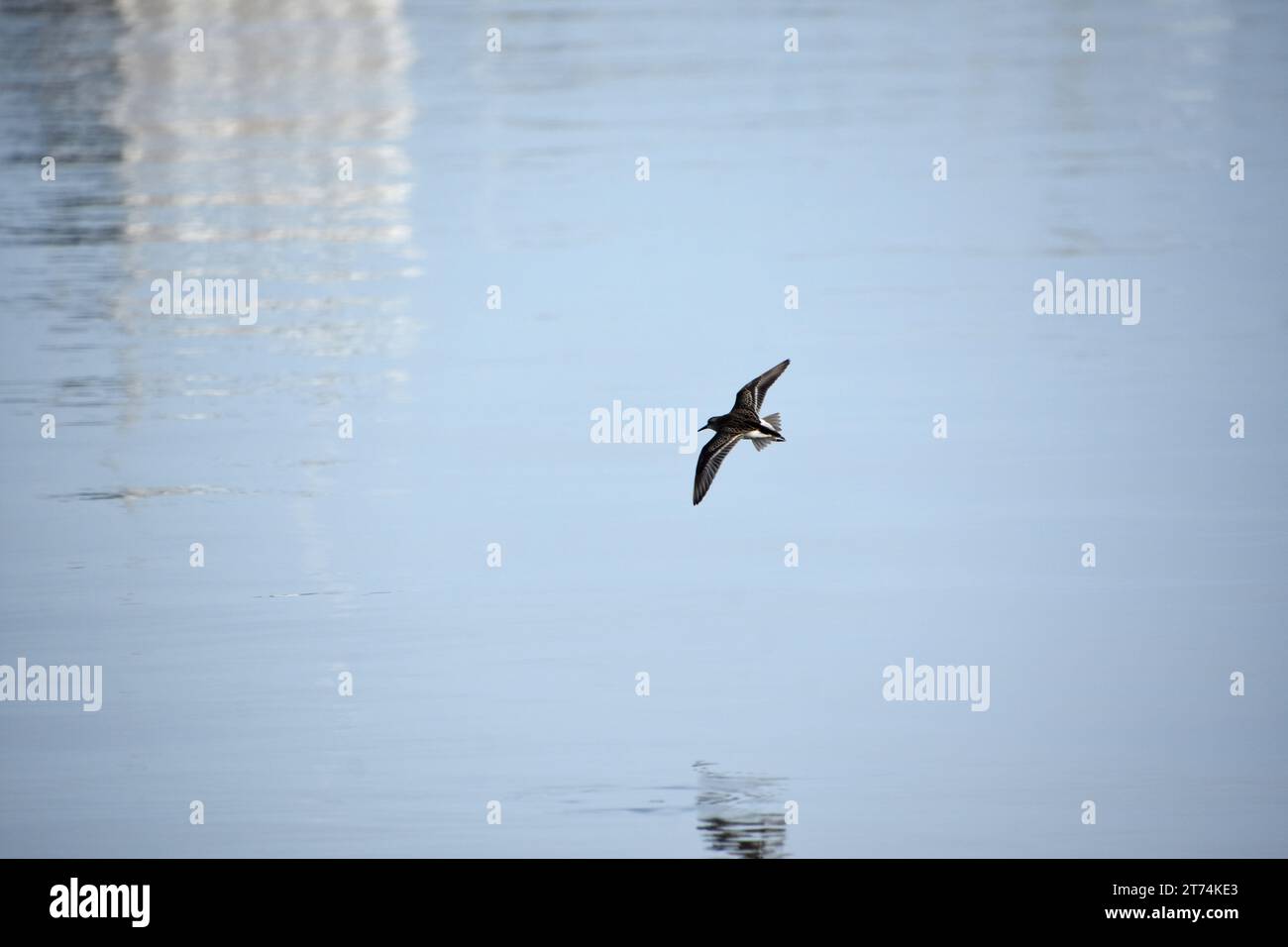 Piping plover bird with wings extended in flight over the ocean Stock ...