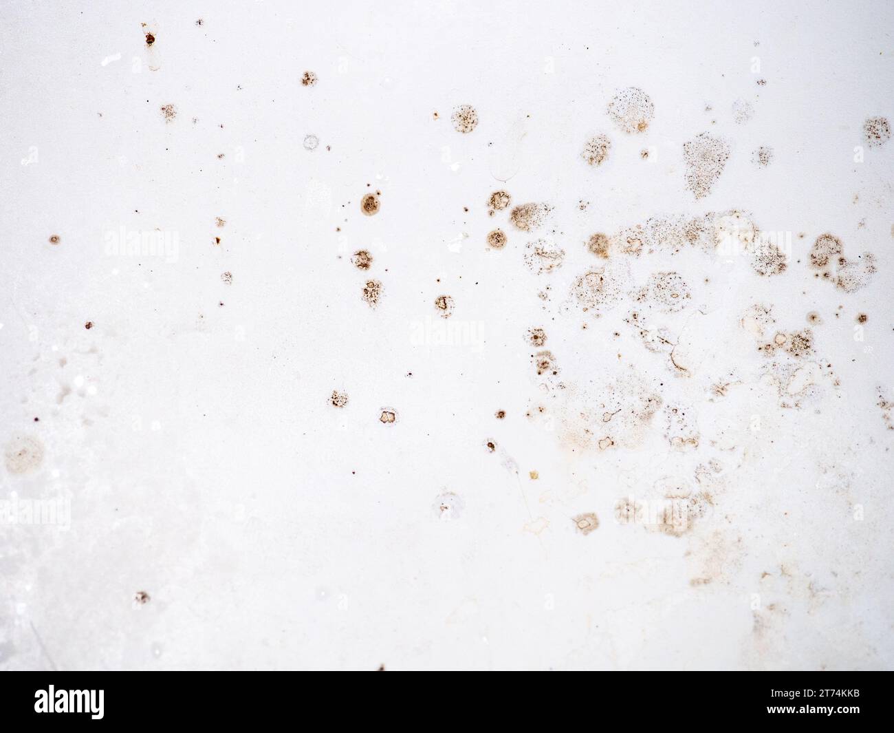 Mold on the enamel in the bathroom. Mold spores in the bathroom. Black ...