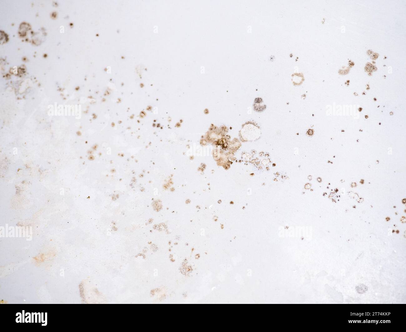 Mold on the enamel in the bathroom. Mold spores in the bathroom. Black ...