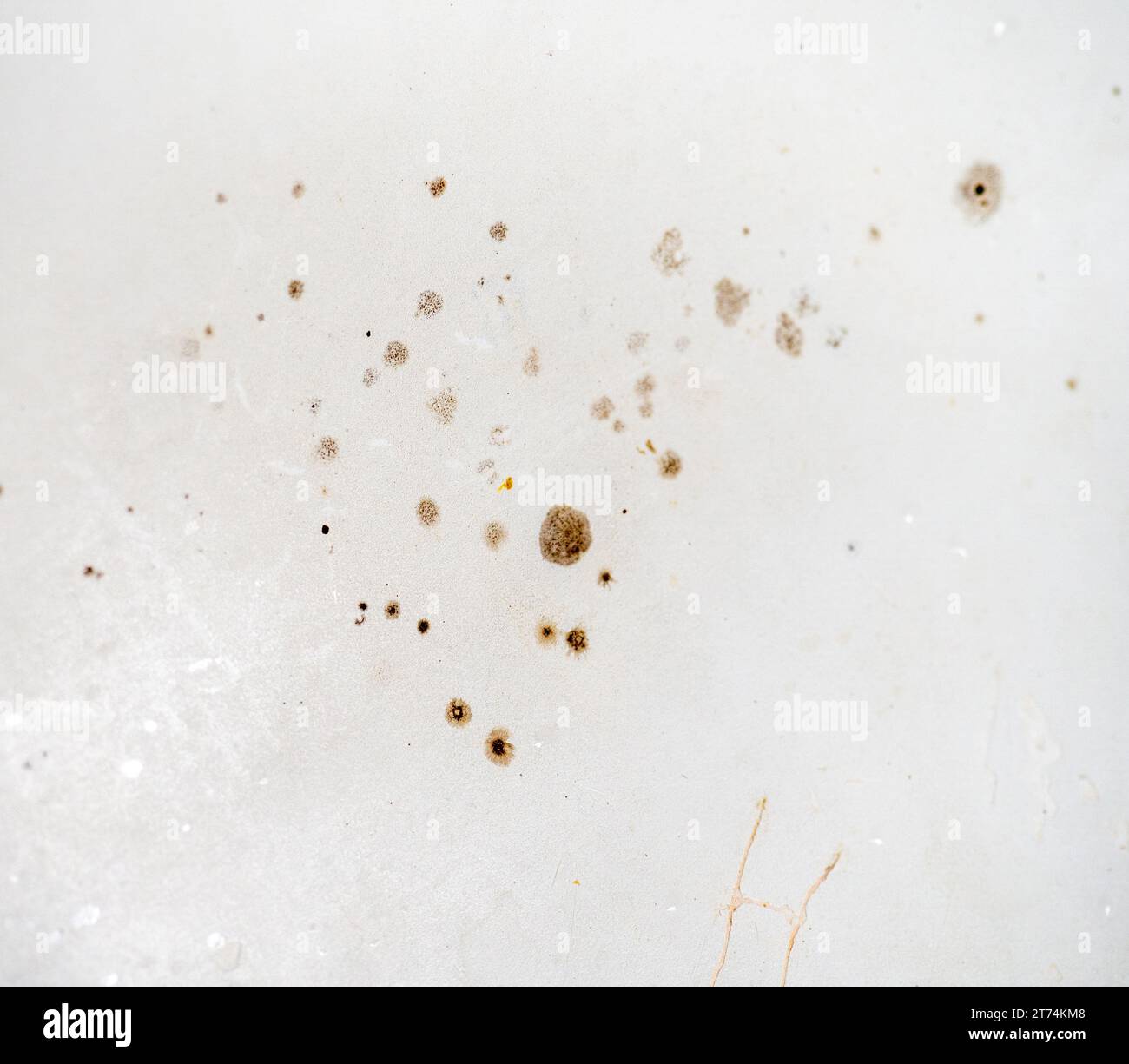 Mold on the enamel in the bathroom. Mold spores in the bathroom. Black ...