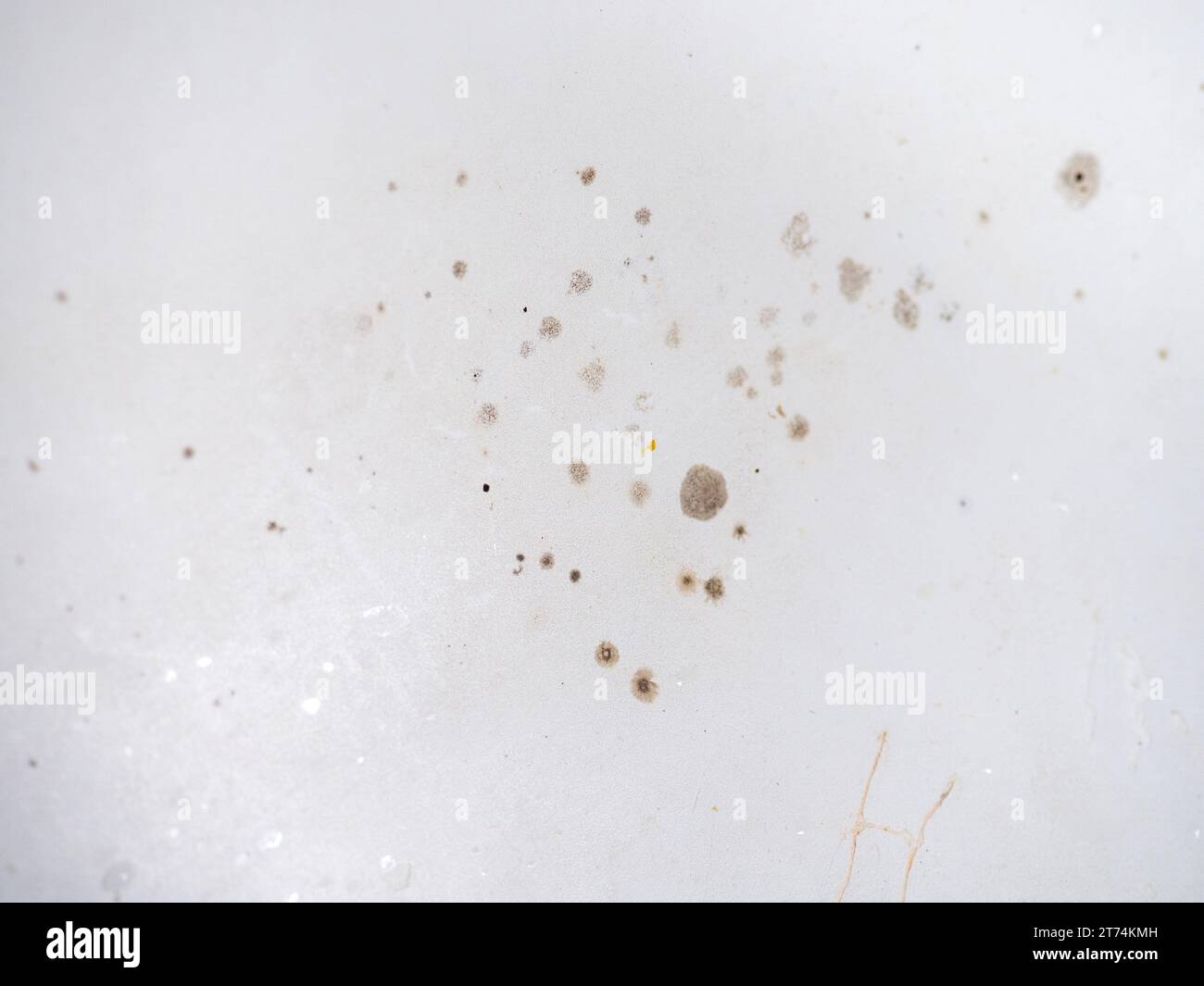 Mold on the enamel in the bathroom. Mold spores in the bathroom. Black ...