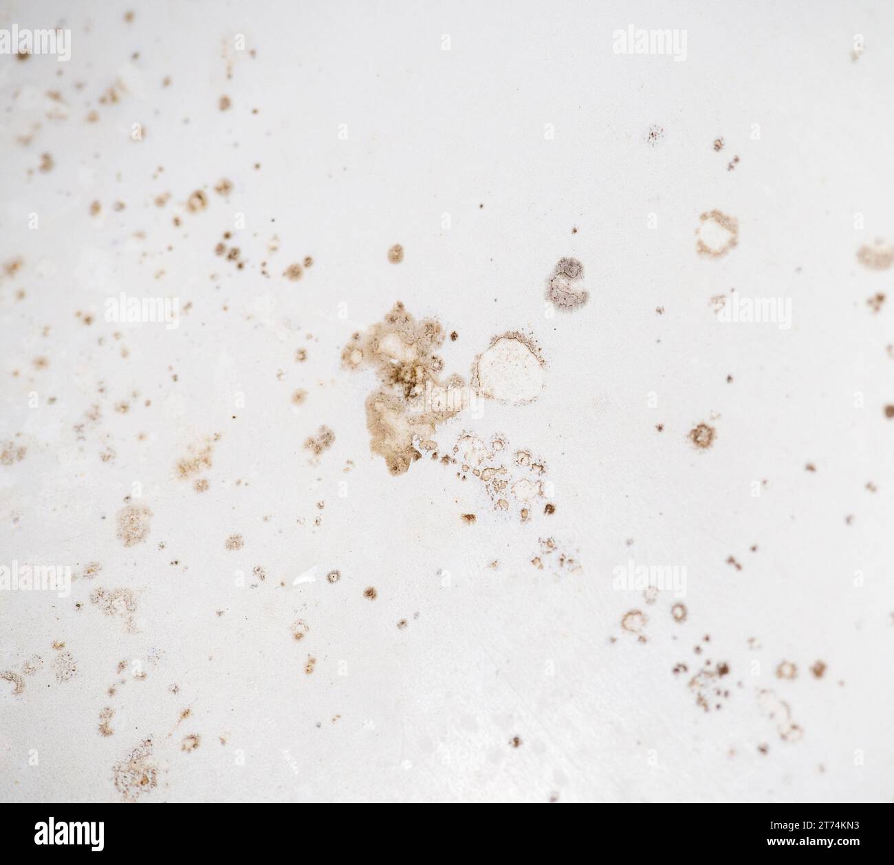 Mold on the enamel in the bathroom. Mold spores in the bathroom. Black ...