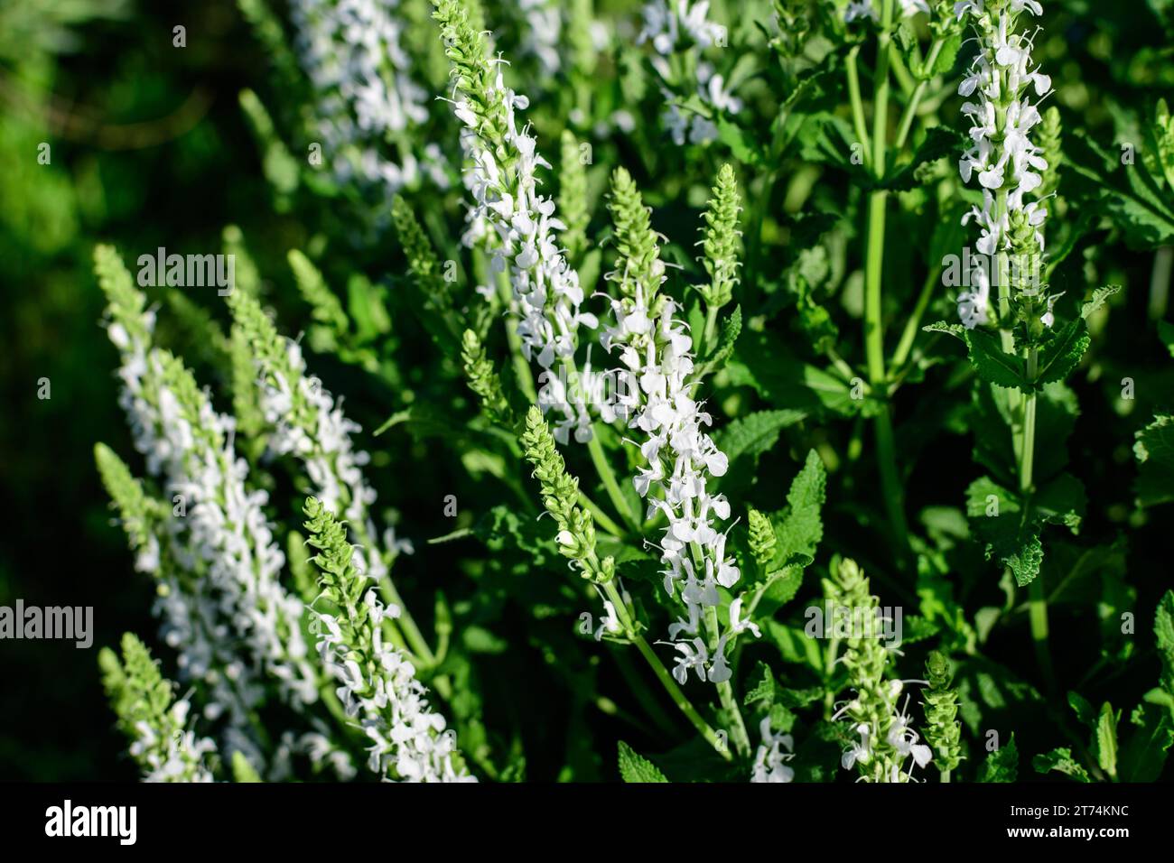 Large evergreen shrub with flowers of Salvia White Rain (Whorled Sage ...