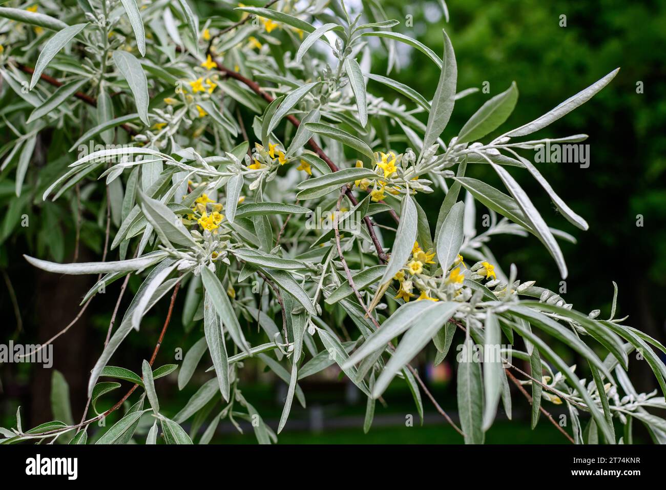 Silver leaves and small yellow flowers of Elaeagnus angustifolia plant ...