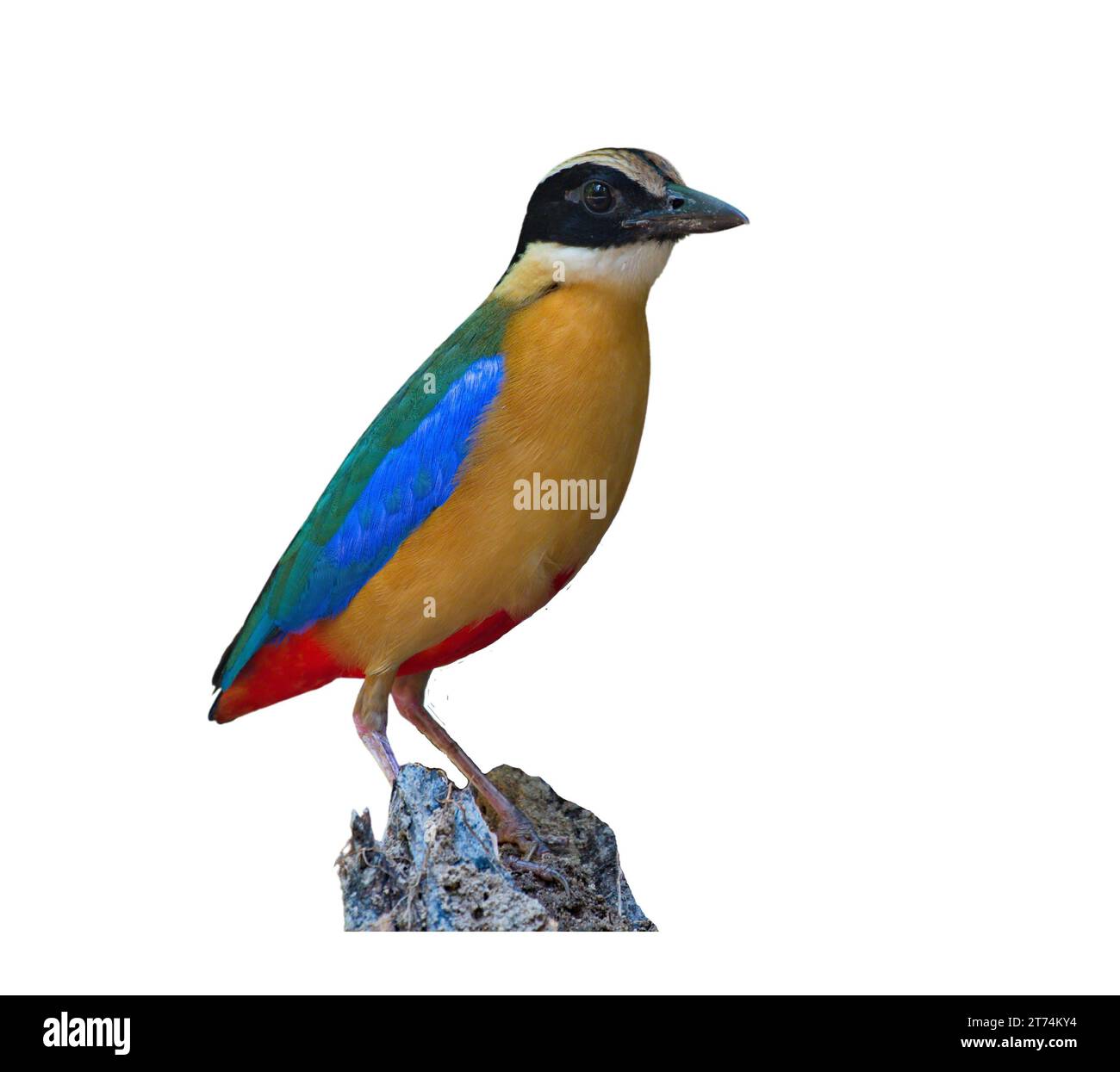 Blue winged Pitta Bird isolated on a white background Stock Photo - Alamy