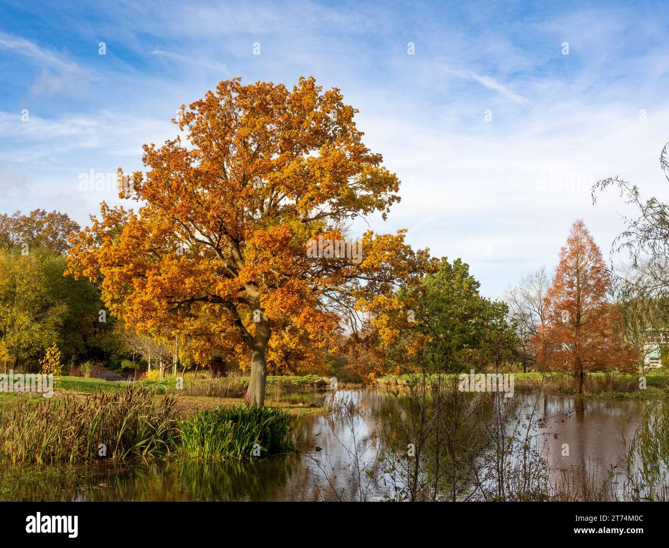 Mature tree hi-res stock photography and images - Alamy