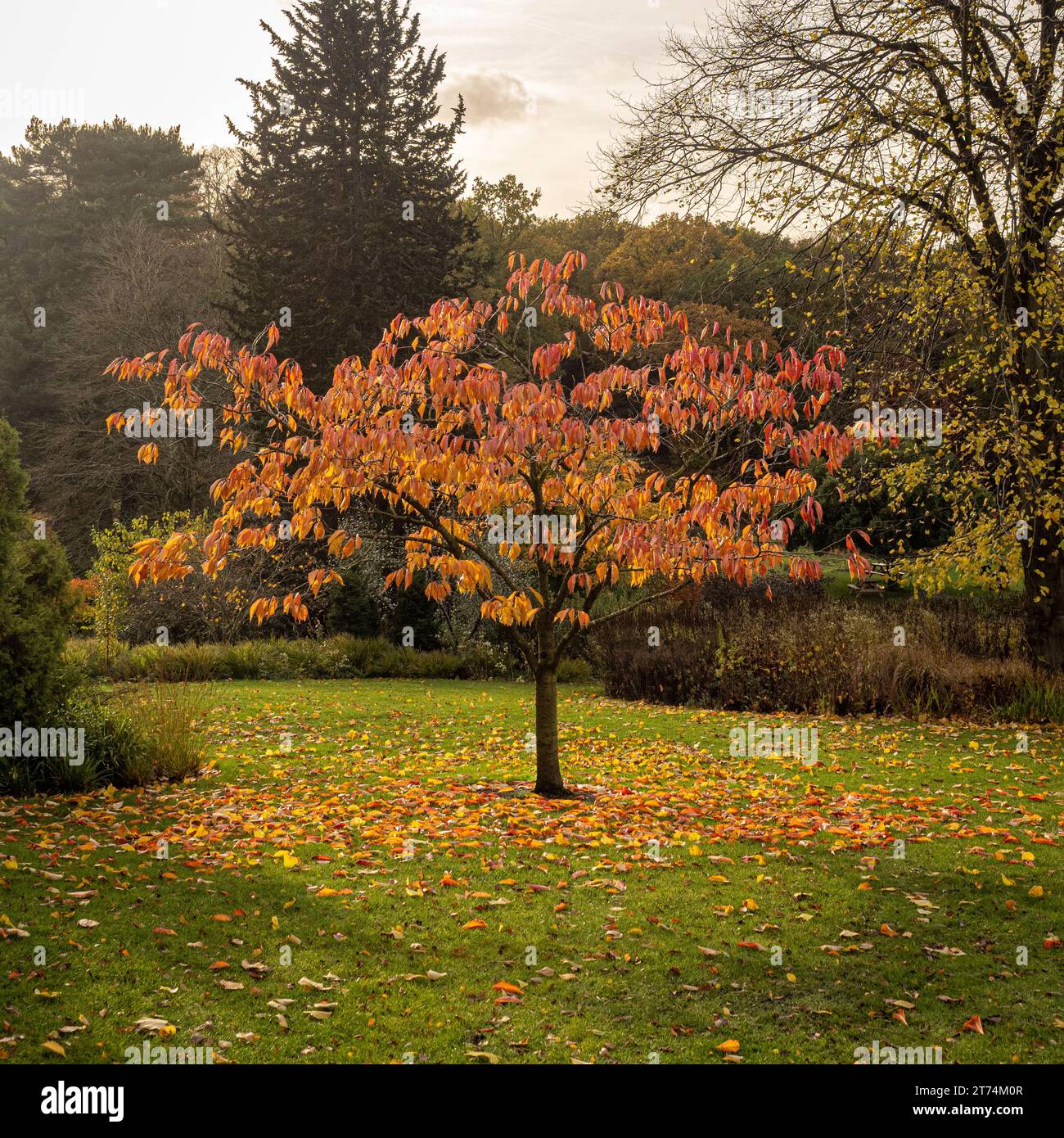 Cherry blossom tree leaves hi-res stock photography and images - Alamy