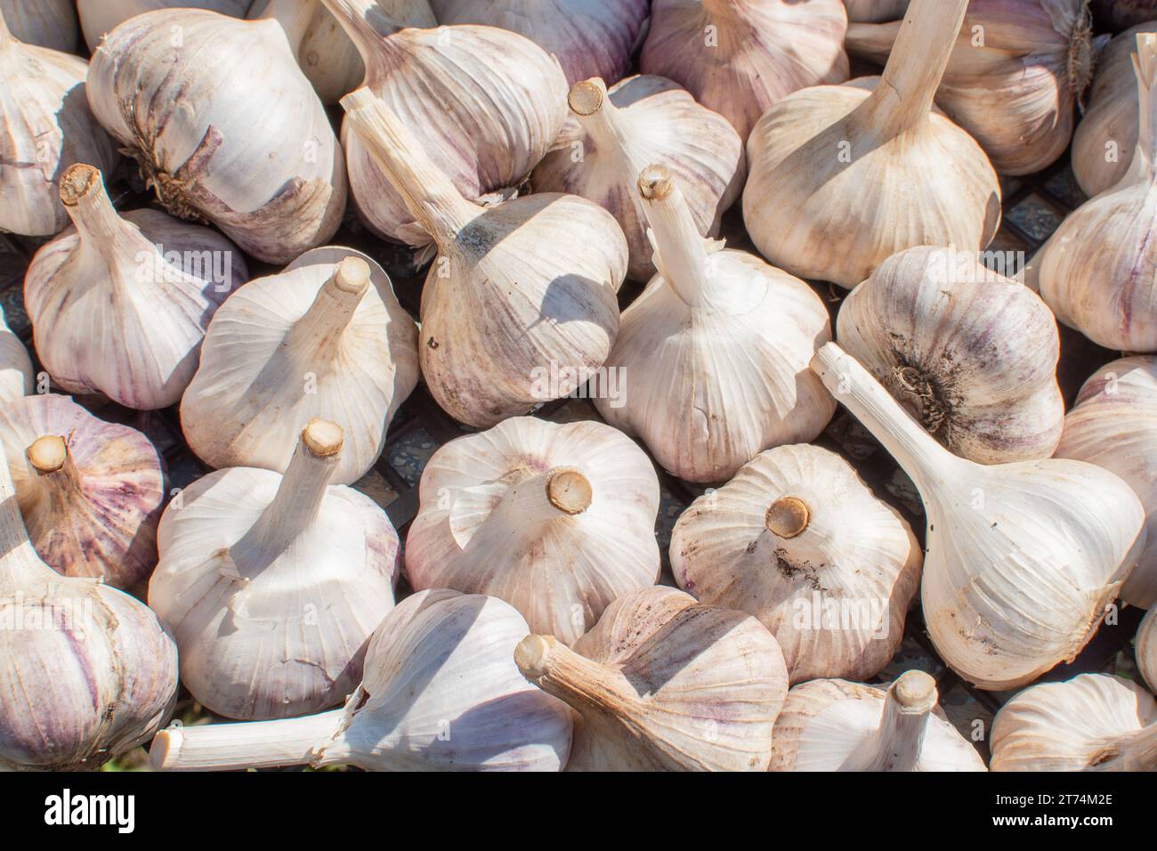 Texture background of ripe garlic Stock Photo - Alamy
