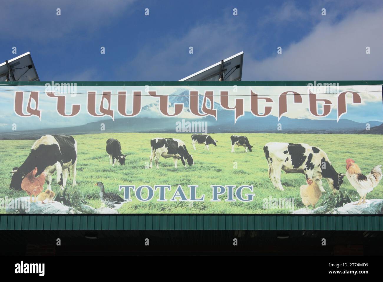Sign for a butcher's shop called Total Pig with pictures of cows on it ...