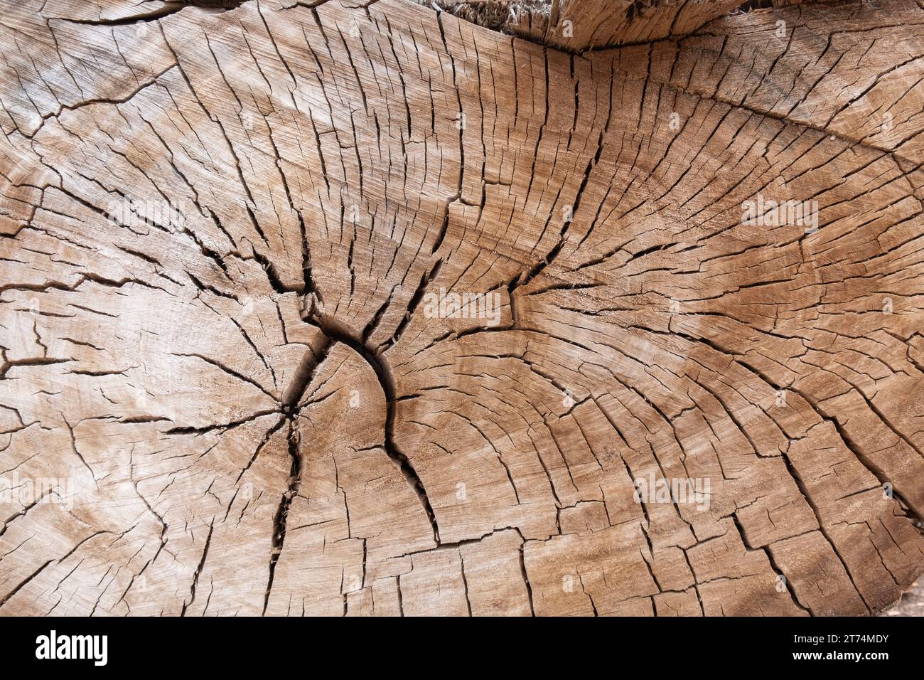 A close view of a cut tree trunk. Deep cracks and faint tree rings ...