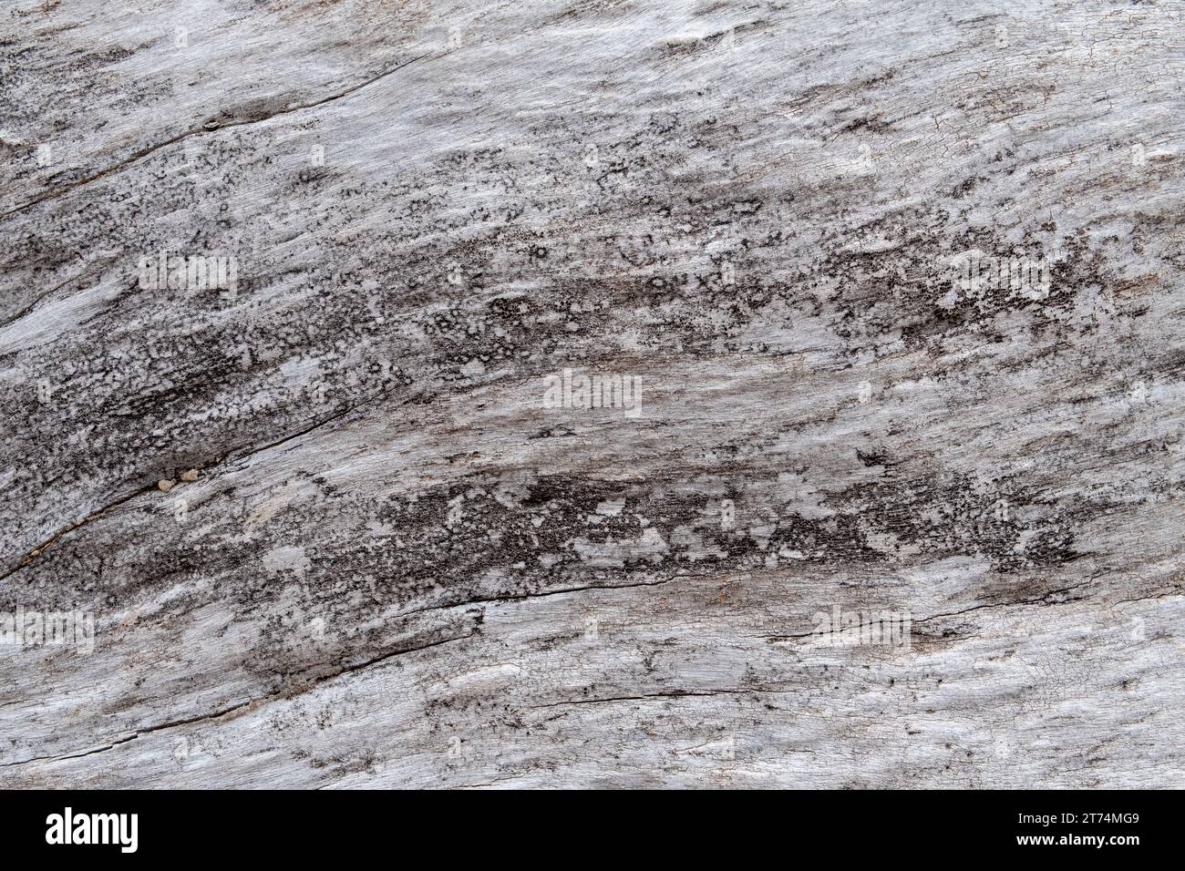 Macro image of weathered grey tree bark with color variations and a ...