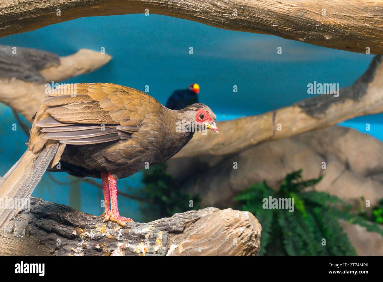 big tropical birds at decorative aviary Stock Photo - Alamy