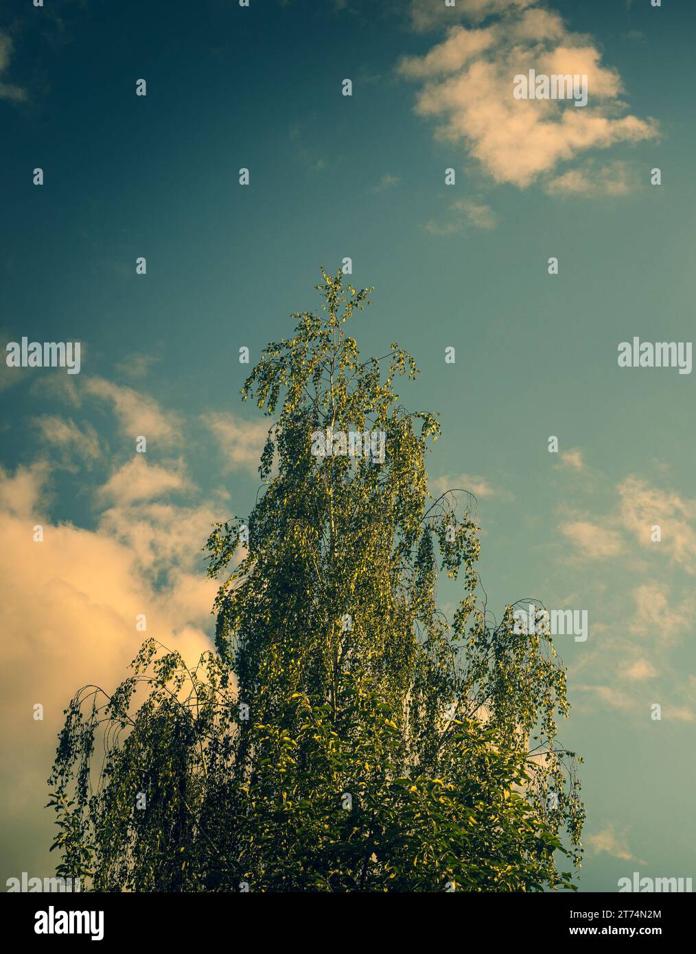 Single birch tree hi-res stock photography and images - Alamy