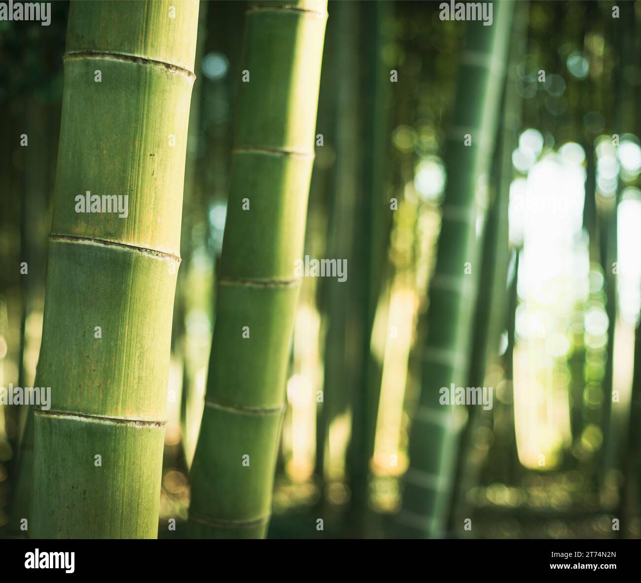 Bamboo trees forest hi-res stock photography and images - Alamy