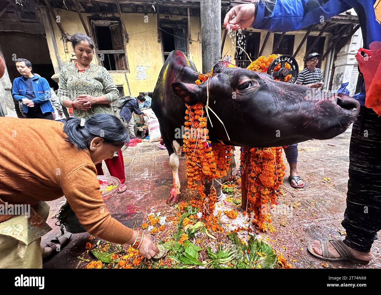 Kathmandu, Bagmati, Nepal. 13th Nov, 2023. A cow is worshiped during a ...