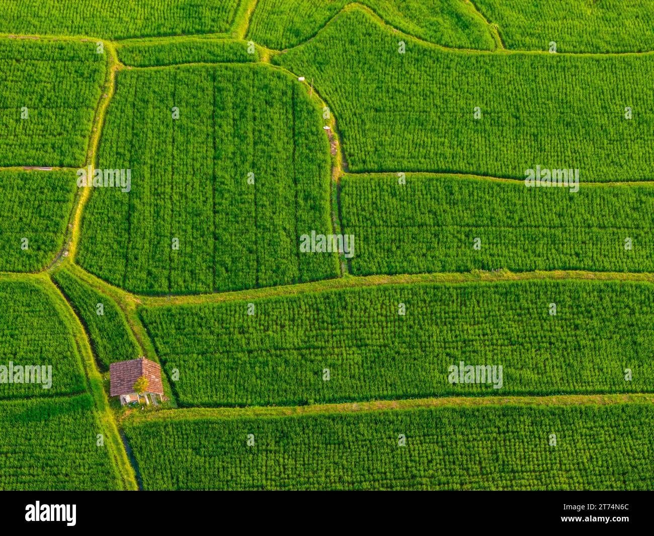 Aerial scenic drone view over rice fields in Bali island. Green rice ...