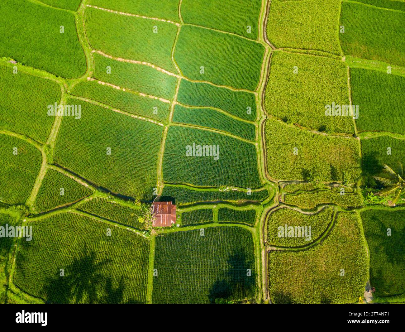 Aerial scenic drone view over rice fields in Bali island. Green rice ...