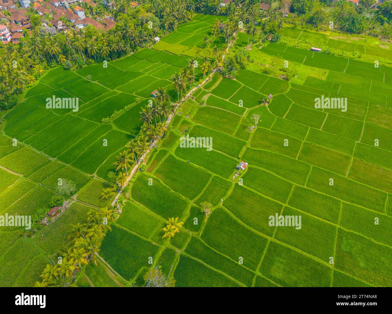 Aerial scenic drone view over rice fields in Bali island. Green rice ...