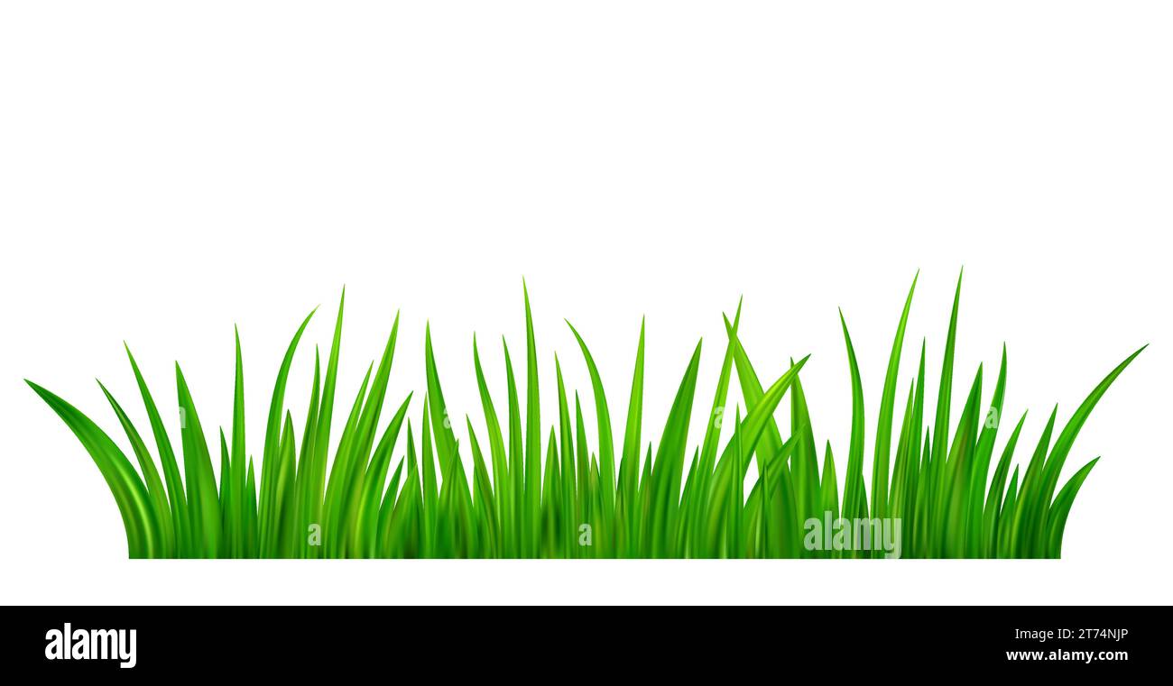 Detailed fresh green grass meadow border. Spring or summer plant field ...