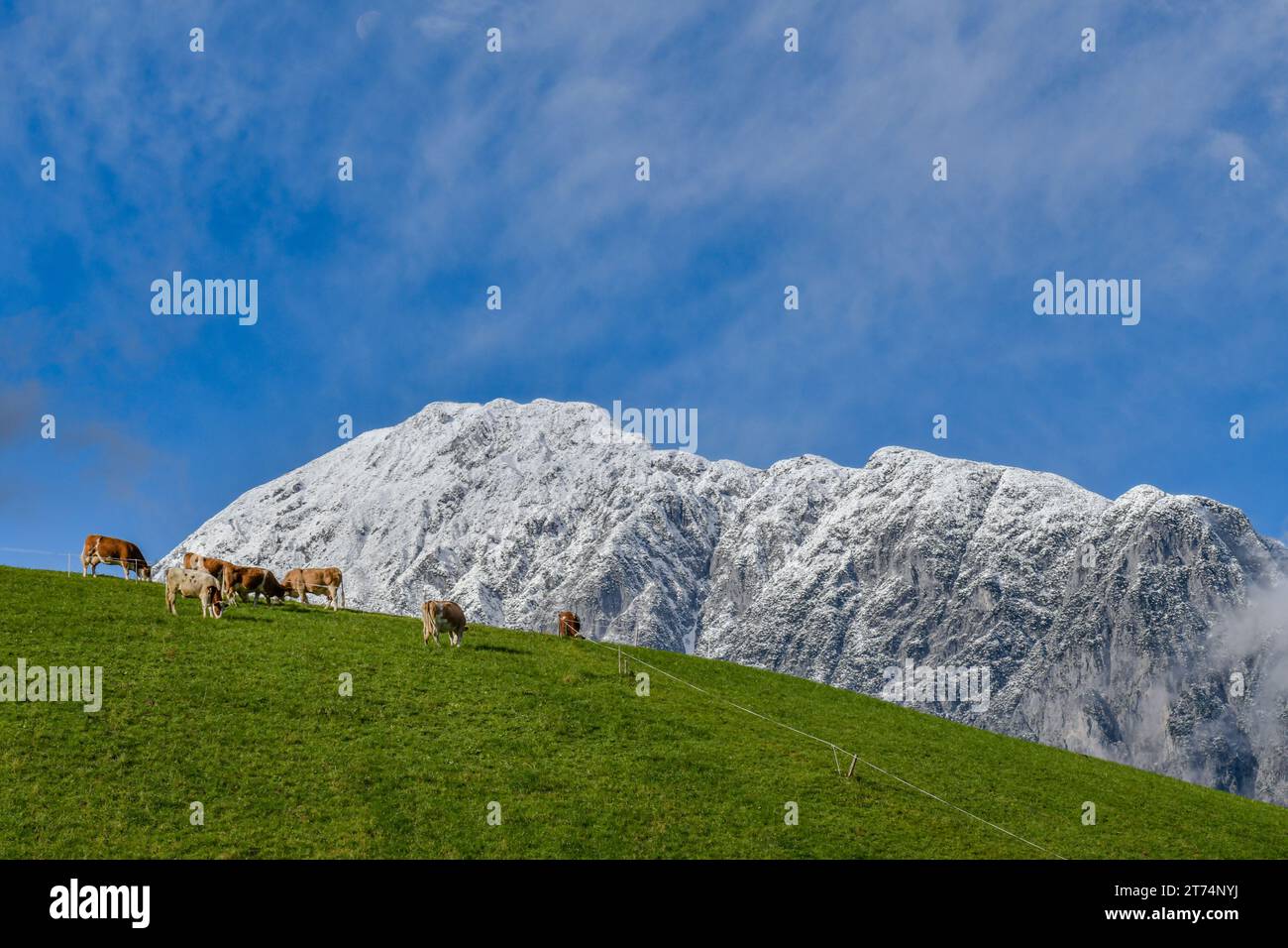 Fresh air for animals hi-res stock photography and images - Alamy