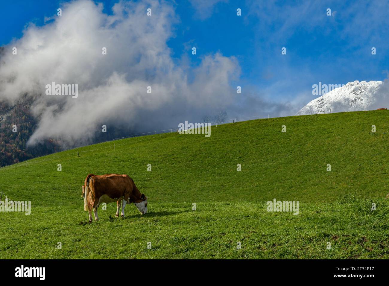 Green fields animals hi-res stock photography and images - Alamy