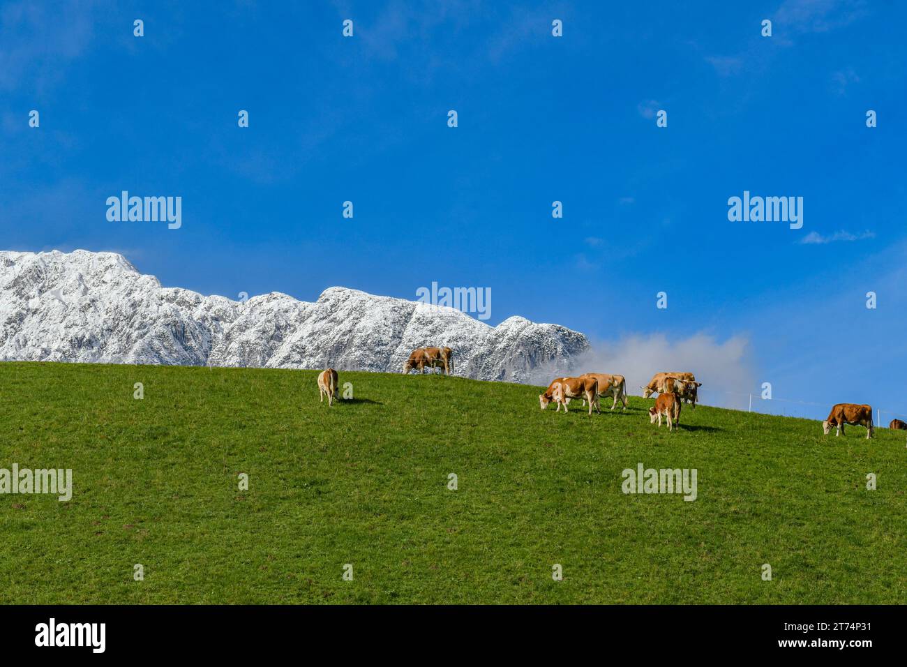 Mountains, green fields and animals Stock Photo - Alamy