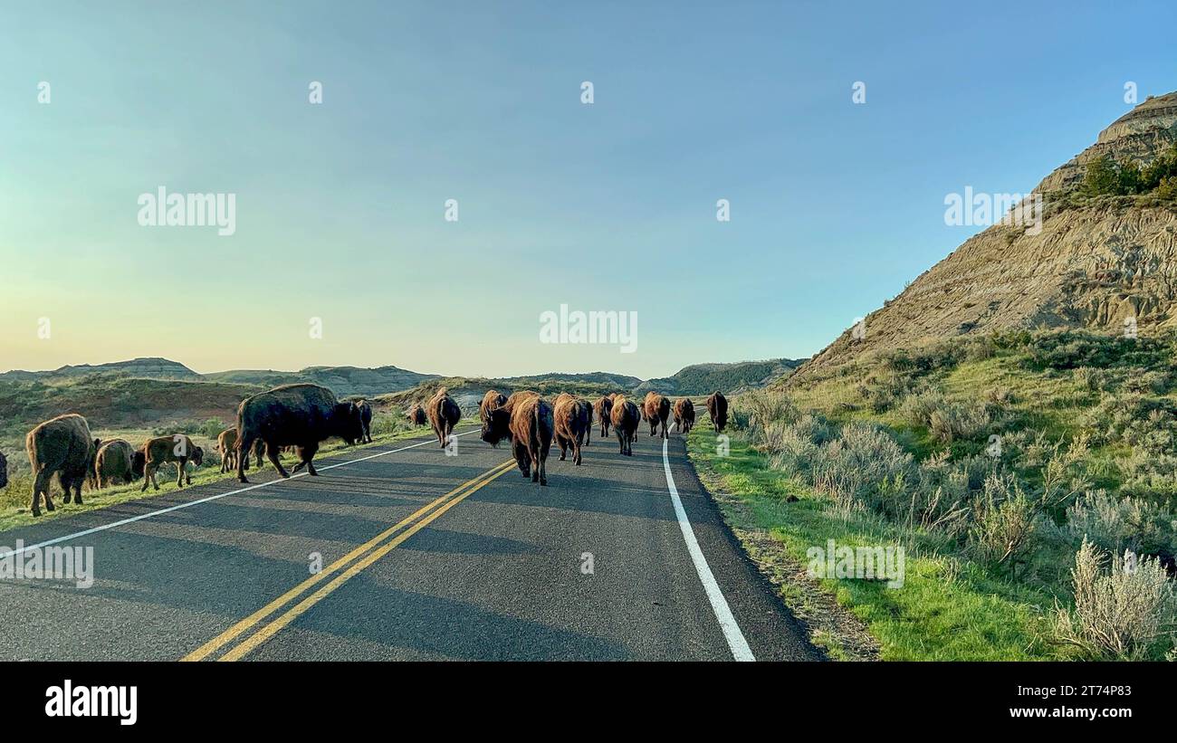 Driving through the badlands hills and mountains with Wild Bison in the ...