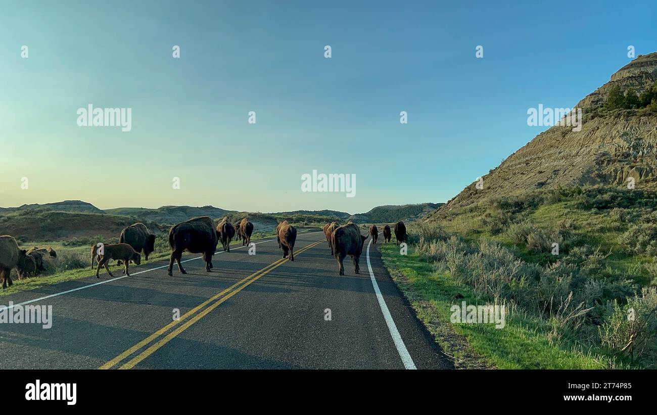 Driving through the badlands hills and mountains with Wild Bison in the ...