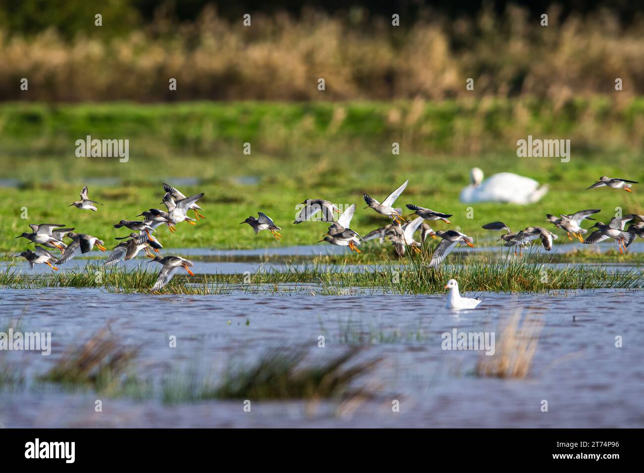 Flying redshank hi-res stock photography and images - Alamy