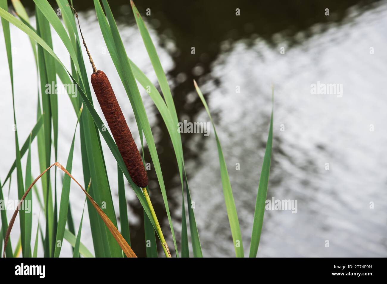 Typha or bulrush plant, close-up Natural photo with selective soft ...
