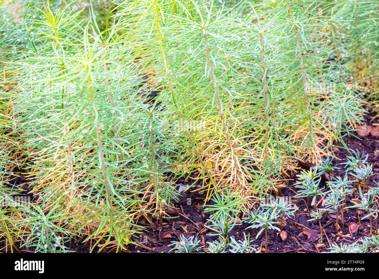 Larch seedlings in a seedbed turning yellow Stock Photo - Alamy