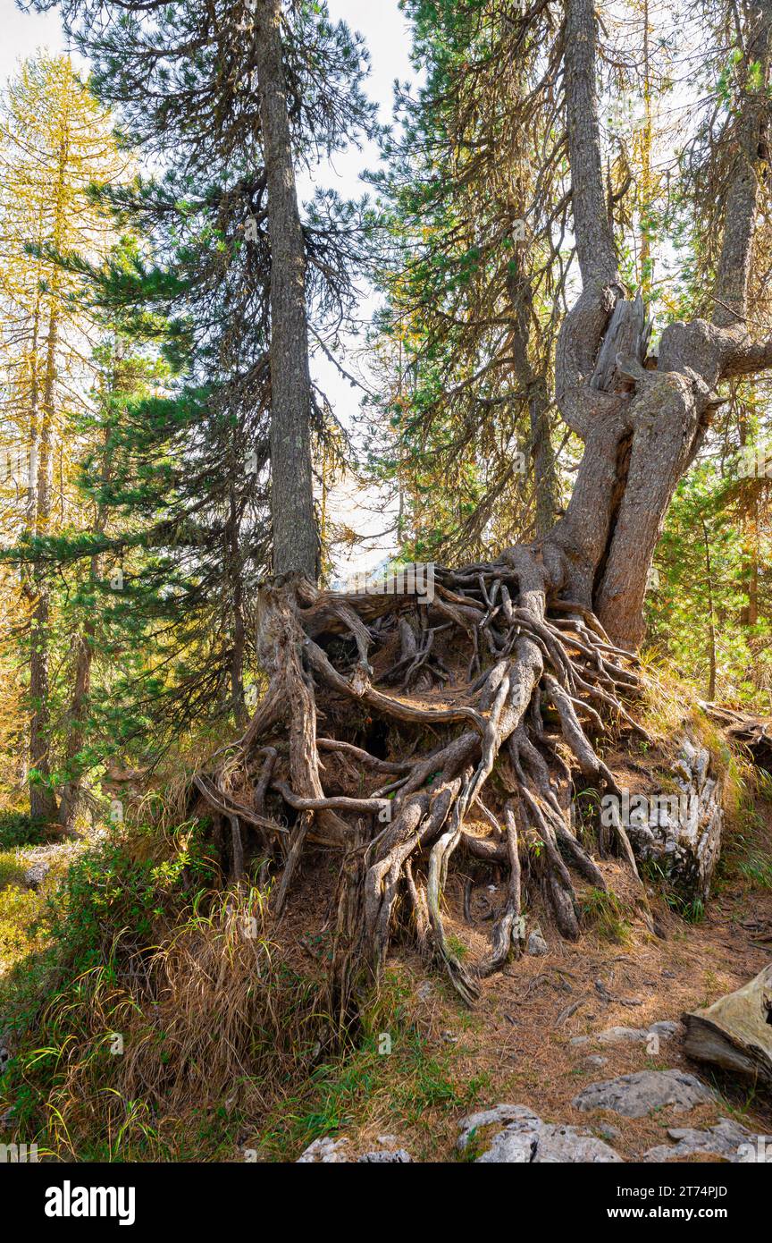 Wind power in nature weather tree storm hi-res stock photography and ...